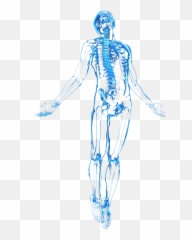 Immune System Anatomy Science Biology Human Body Mps Ks2 - Illustration ...