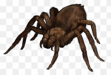 Jumping Spider Png Image With - Jumping Spider Png,Spider Transparent ...
