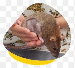 Lab Rat Png - Rodent Injection Cone Rat 2515073 Vippng Tail Vein ...