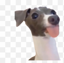 Dog Funny Playful - Dog Png,Funny Dog Png - free transparent png images ...