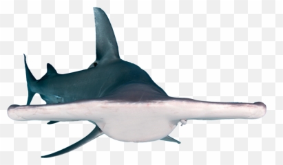 Basking Shark Alberni Charters - Basking Shark On White Background Png ...