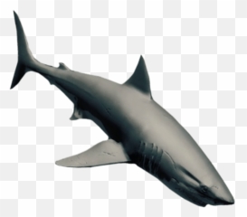Basking Shark Alberni Charters - Basking Shark On White Background Png ...