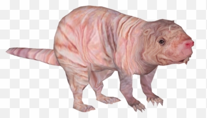 Lab Rat Png - Rodent Injection Cone Rat 2515073 Vippng Tail Vein ...