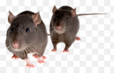 Gumball Character Louie Watterson - Amazing World Of Gumball Louie Png ...