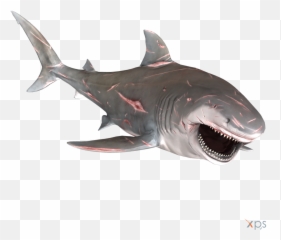 Basking Shark Alberni Charters - Basking Shark On White Background Png ...