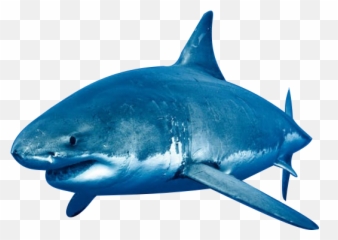 Basking Shark Alberni Charters - Basking Shark On White Background Png ...