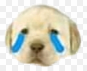 Sad Puppy Png - For Dogs That Are Depressed Lonely Sad Or Puppy,Sad Dog ...