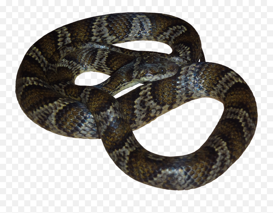 Download - Snakepngtransparentimagestransparent Snake Png High Quality ...