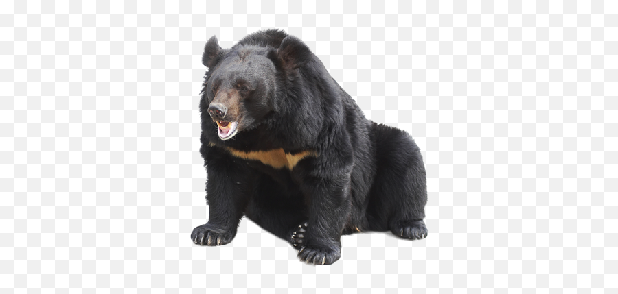Sun Bear Png 7 Image - Sun Bear Png,Bear Transparent - free transparent ...