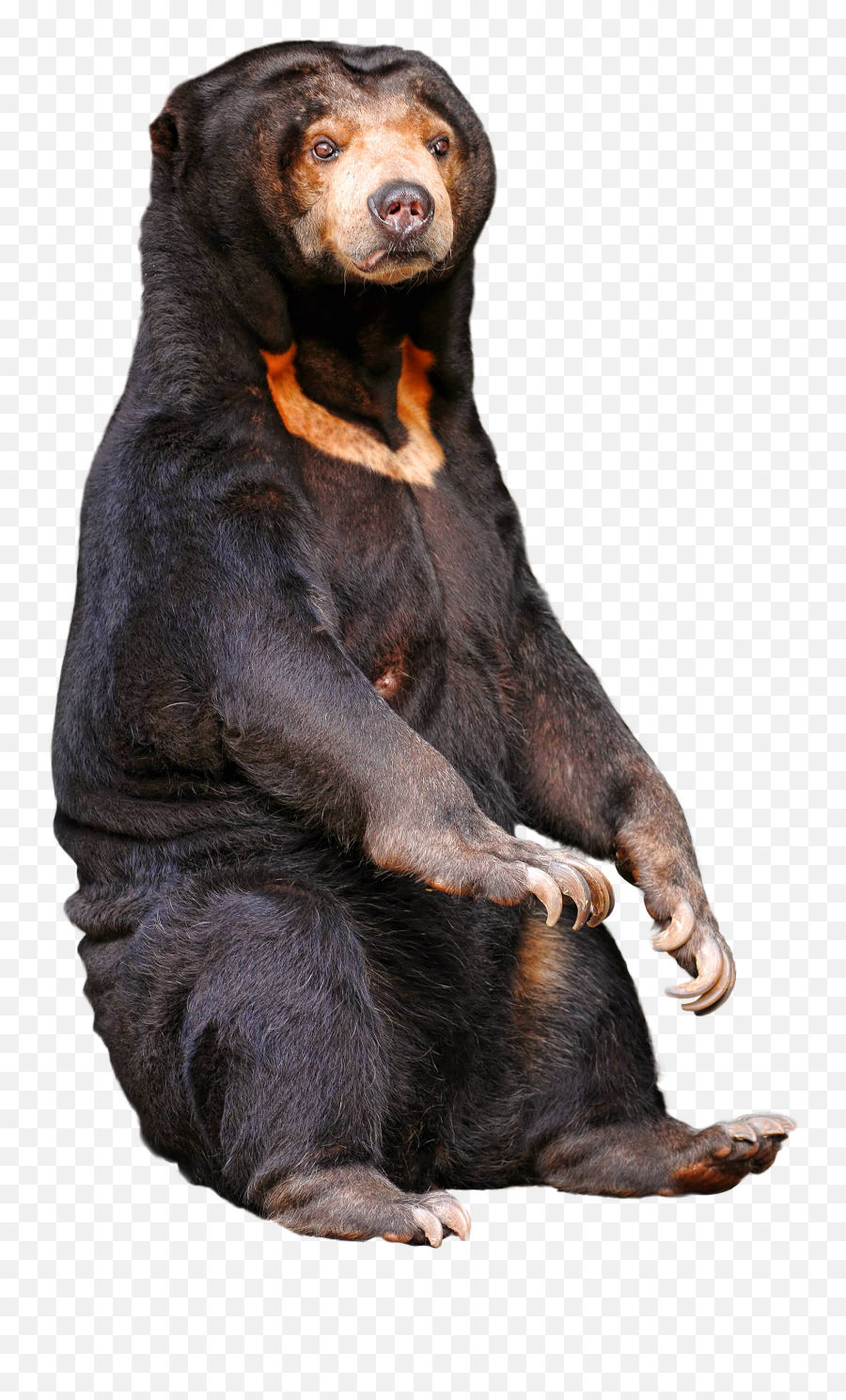 A Sitting Sun Bear 1529 X 2458 Cutouts - Sun Bear Vs Moon Bear Png,Bear ...