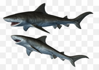 Basking Shark Alberni Charters - Basking Shark On White Background Png ...