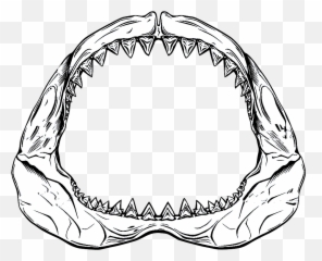 Basking Shark Alberni Charters - Basking Shark On White Background Png ...