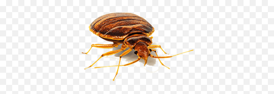Bed Bug Front View Transparent Png - Stickpng Bedbug Png,Bugs Png - free transparent png images ...