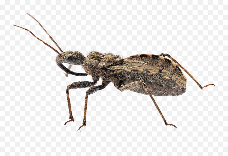 Bugs Png Transparent Image - free transparent png images - pngaaa.com