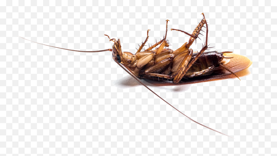 Report Bug - Insect Dead Bugs Png,Bugs Png - free transparent png ...