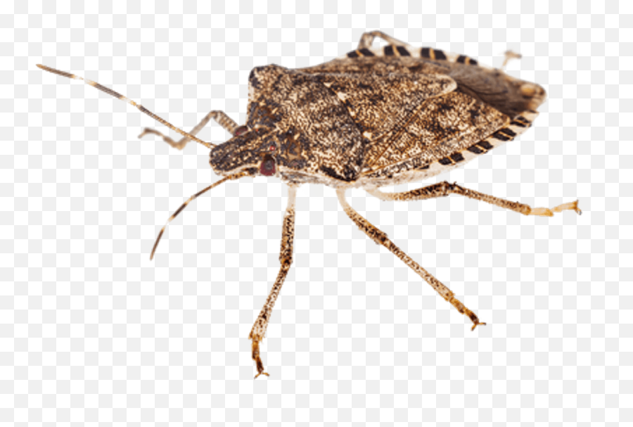 Stink Bug Transparent Image Png Arts - Kill A Stink Bug,Bugs Png - free ...