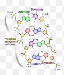 White Dna Icons Png Transparent - Dna Icon Png White,Dna Png - free ...