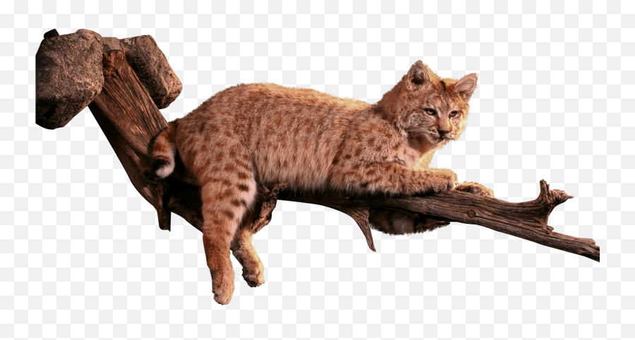 Bobcat Bc102 Our Work Kanati Studio - Cat Grabs Treat Png,Bobcat Png ...