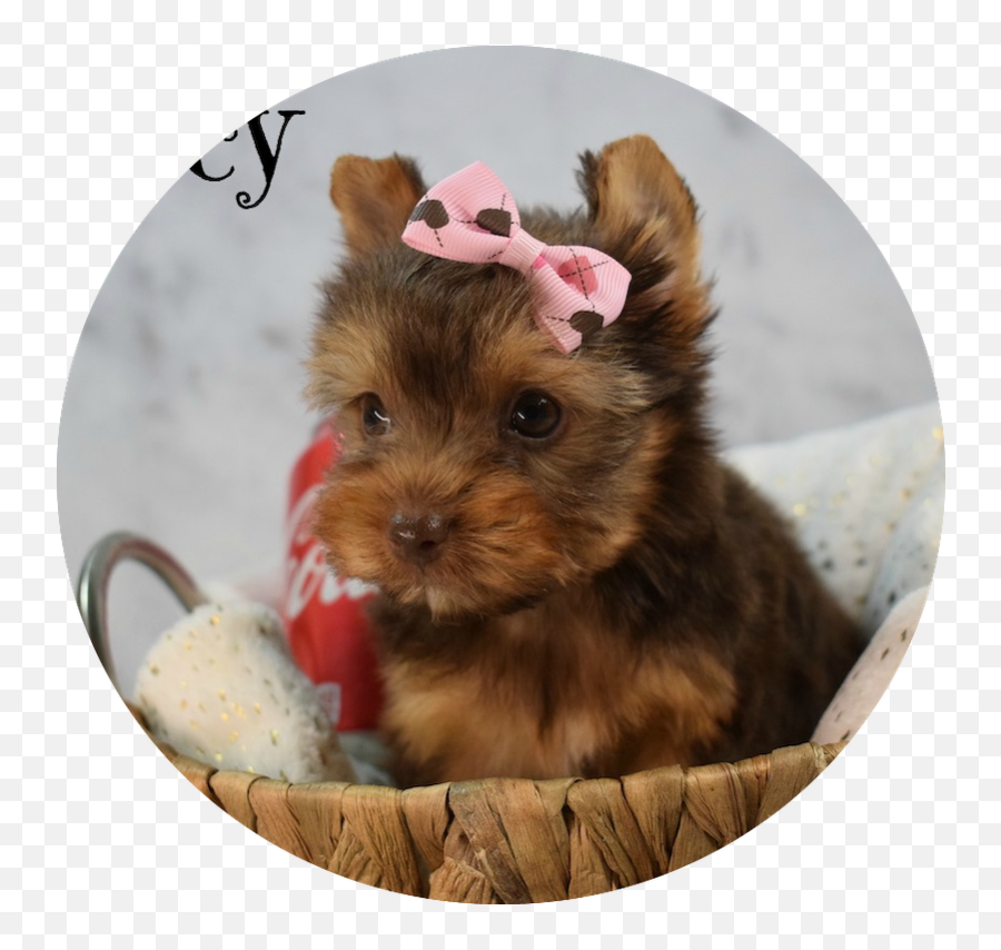 Designeryorkies - Yorkshire Terrier Png,Yorkie Png - free transparent ...