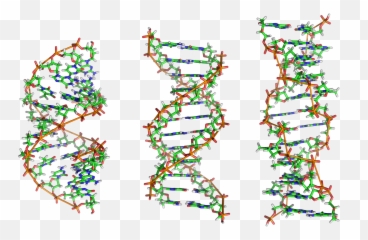 White Dna Icons Png Transparent - Dna Icon Png White,Dna Png - free ...