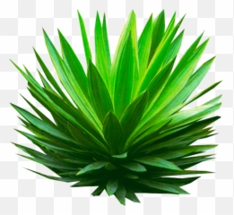Tropical Plant Pictures Pandanus - Pandanus Png,Tropical Plants Png ...