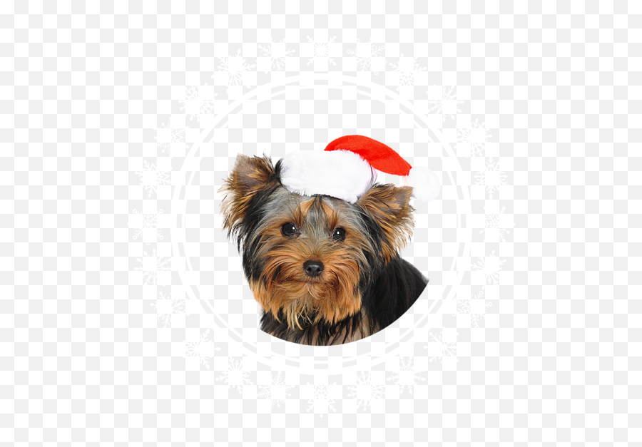 Yorkie Santa Yorkshire Terrier Dog Christmas White Snowflakes Beach ...