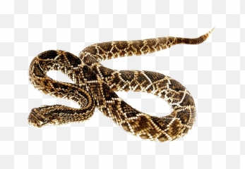 Python Snake Png Image - Snake Monster Png,Snake Png - free transparent ...