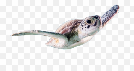 Transparent Dancing Animals Gif - Dancing Animal Animated Gif Png ...