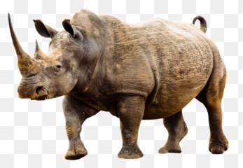 Transparent Dancing Animals Gif - Dancing Animal Animated Gif Png ...