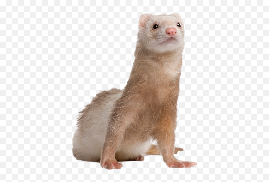 Ferret Background Png Play - Do Ferrets Get Rabies,Weasel Png - free ...