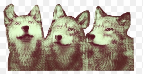 Black Wolf Transparent Background - Black Wolf Transparent Background ...