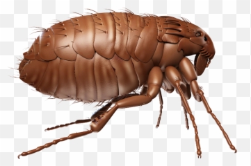 How To Draw A Flea - Step By Step Easy Drawing Guides Parasitism Png ...