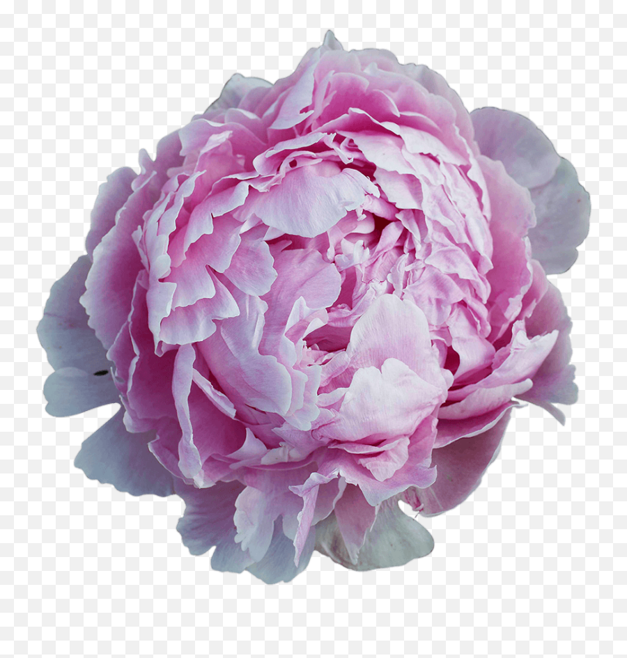 Order Peonies - Common Peony Png,Peonies Png - free transparent png ...