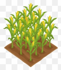 Corn Field - Roblox Bullet Png,Corn Field Png - free transparent png ...