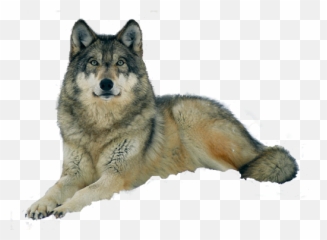 Black Wolf Transparent Background - Black Wolf Transparent Background ...