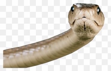 Download Scary Snake Clipart - Clipart Of A Snake Png,Snake Transparent ...