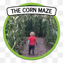 Donnas Corn Maze - Corn Maze Map Png,Corn Field Png - free transparent ...