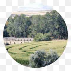 Donnas Corn Maze - Corn Maze Map Png,Corn Field Png - free transparent ...