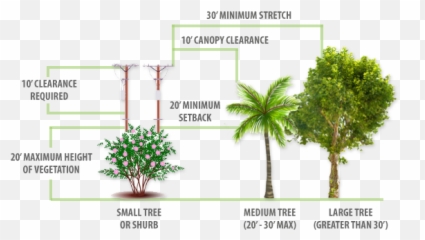 Rainforest Trees Transparent U0026 Png Clipart Free Download - Ywd ...