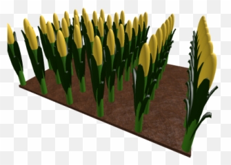 Corn Field - Roblox Bullet Png,Corn Field Png - free transparent png ...