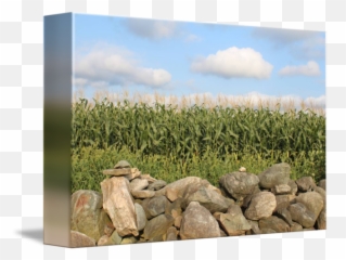 Corn Field - Roblox Bullet Png,Corn Field Png - free transparent png ...