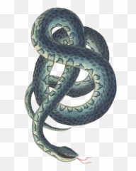 Snake Png Transparent Image - Diamondback Rattlesnake Transparent ...