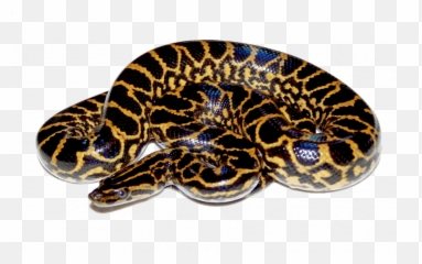 Python Snake Png Image - Snake Monster Png,Snake Png - free transparent ...