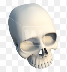 Long Bone - Long And Curved Bones Osrs Png,Bone Png - free transparent ...