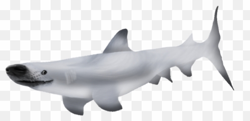 Great White Shark Png Transparent - Great White Shark Psd,Great White ...