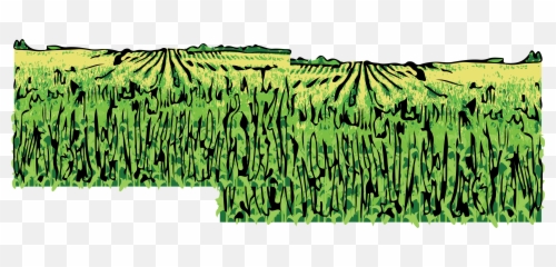 Corn Field - Roblox Bullet Png,Corn Field Png - free transparent png ...