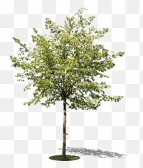 Gray Tree 46 Icon - Free Gray Tree Icons Silhouette Grey Tree Png,Tree ...