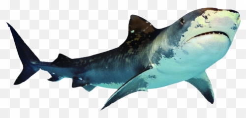 Great White Shark Png Transparent - Great White Shark Psd,Great White ...