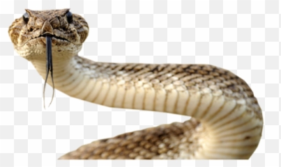 Download Scary Snake Clipart - Clipart Of A Snake Png,Snake Transparent ...
