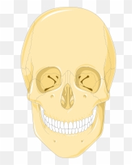 Skull - Traceable Heraldic Art Traceable Skull Png,Skull Head Png ...